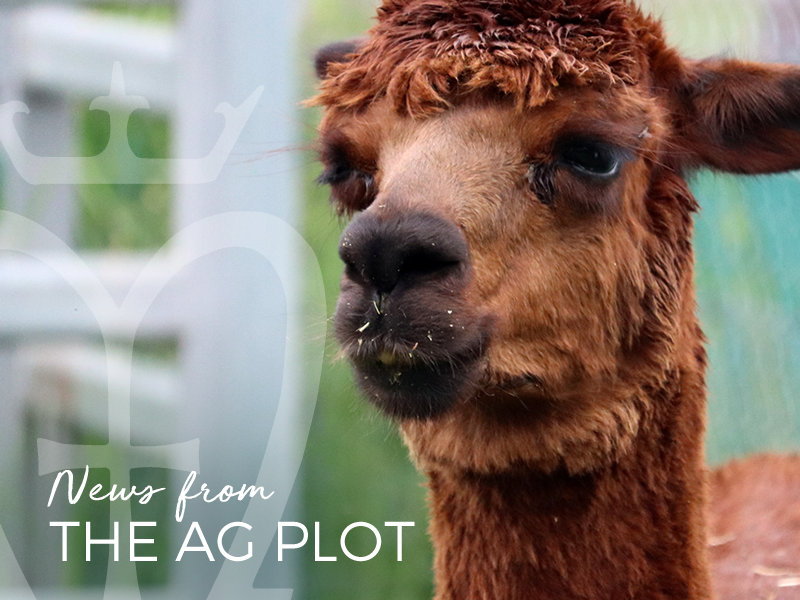 News from the Ag Plot | Marian Catholic College Kenthurst